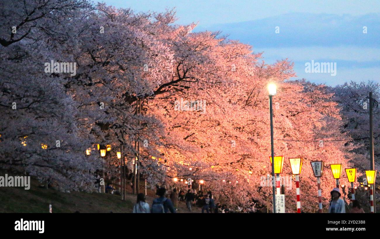 Hanami flower viewing festival grounds in Ogawara in the evening Stock ...