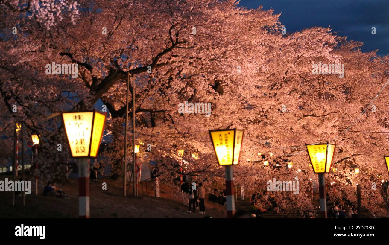 Hanami flower viewing festival grounds in Ogawara in the evening Stock ...