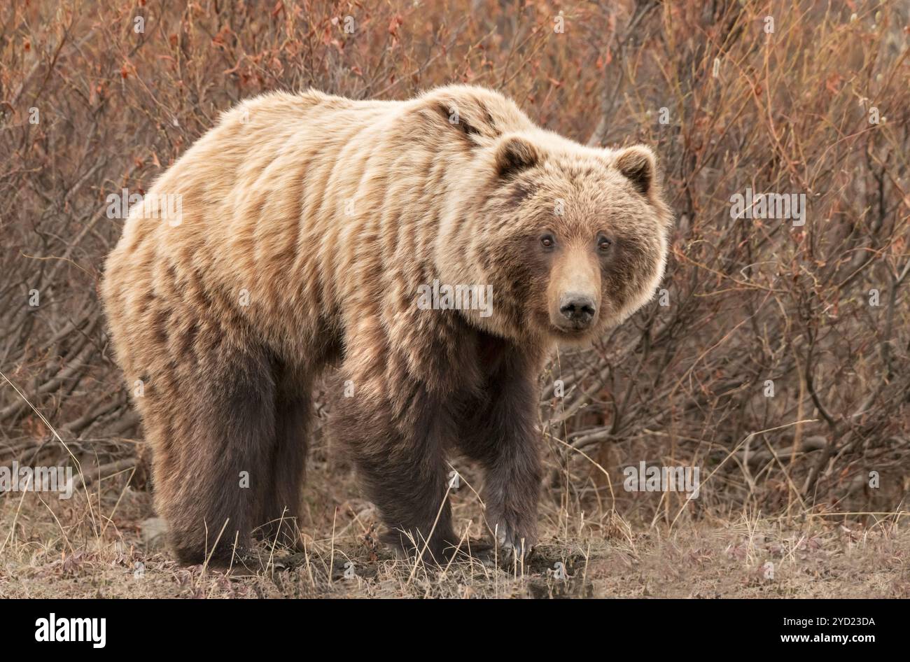 Grizzly bear, Spring, Alaska Stock Photo - Alamy