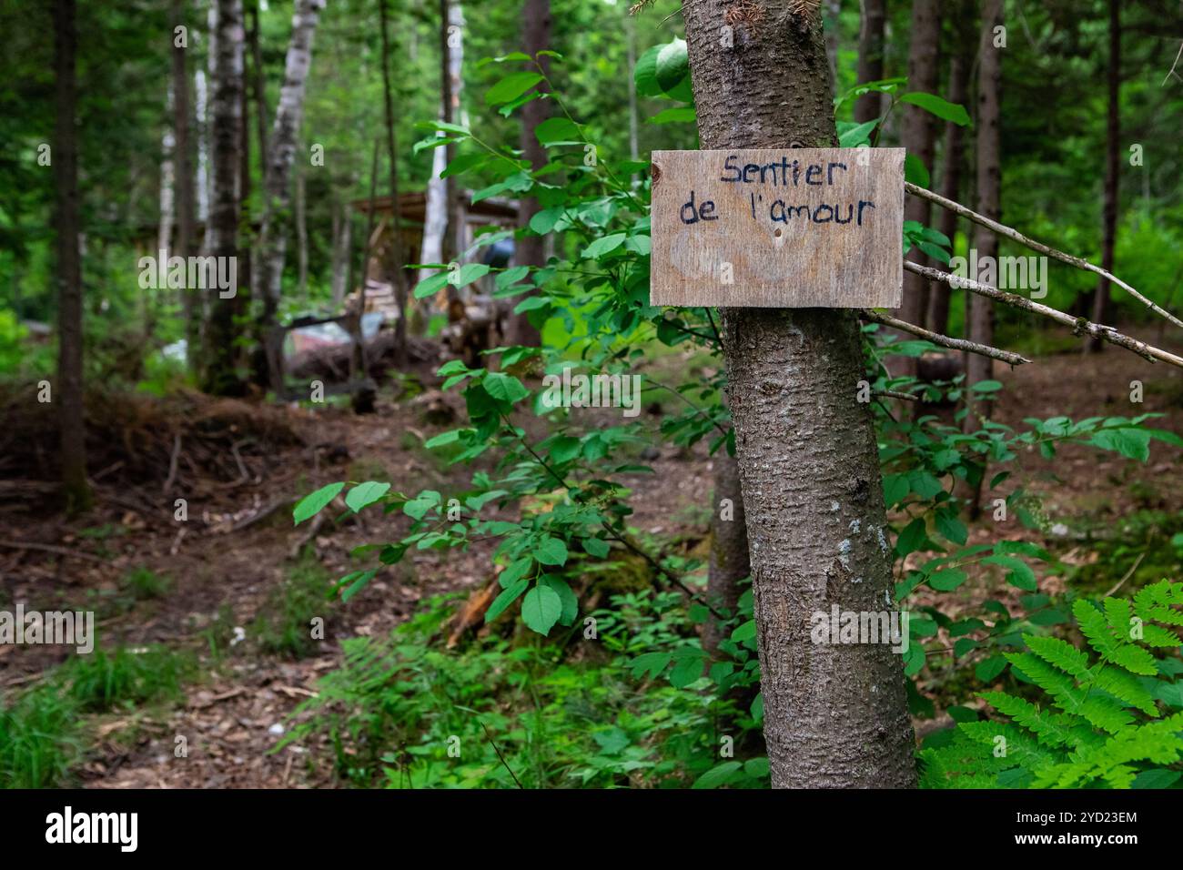 French canadian signs in the forest Stock Photo - Alamy