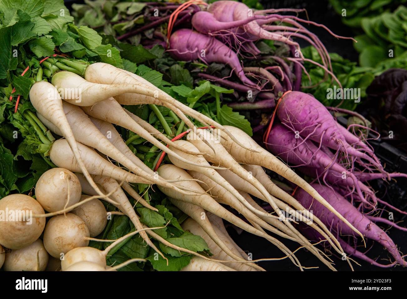Healthy parsnips and root vegetables are seen closeup, displayed on a ...