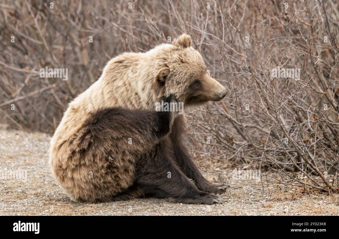 Grizzly bear, Spring, Alaska Stock Photo - Alamy