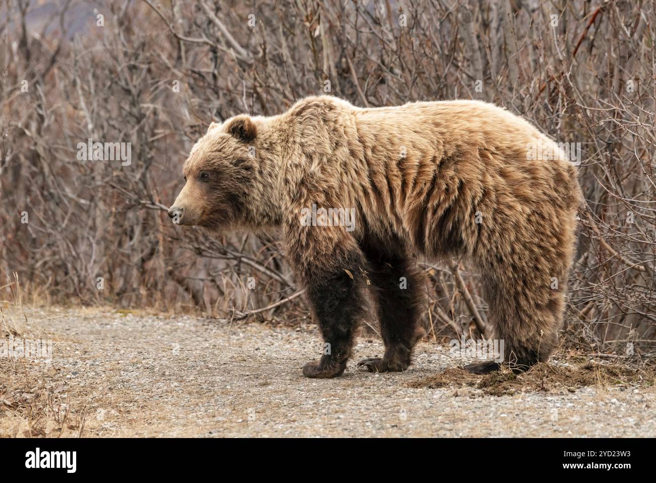 North America; United States; Alaska; Denali National Park; Wildlife ...