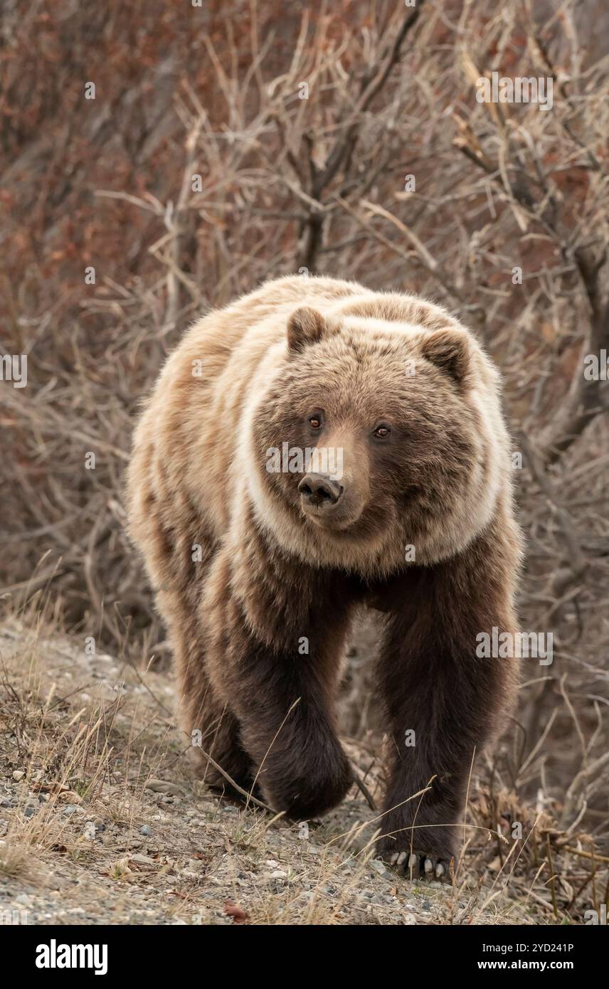 Bear spring hi-res stock photography and images - Alamy