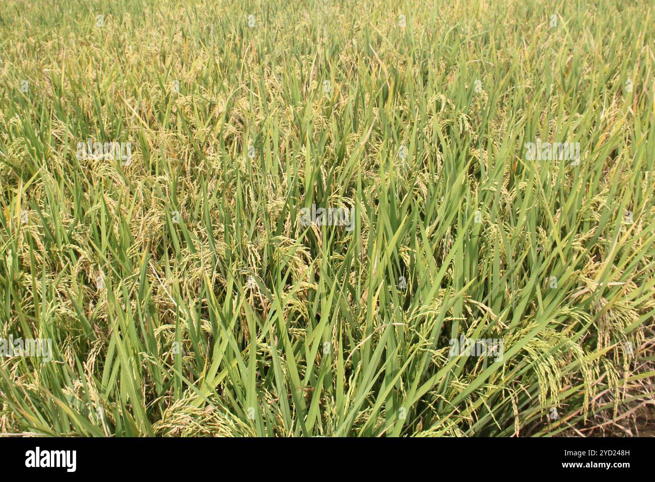 Yellowing rice that will soon be harvested Stock Photo - Alamy