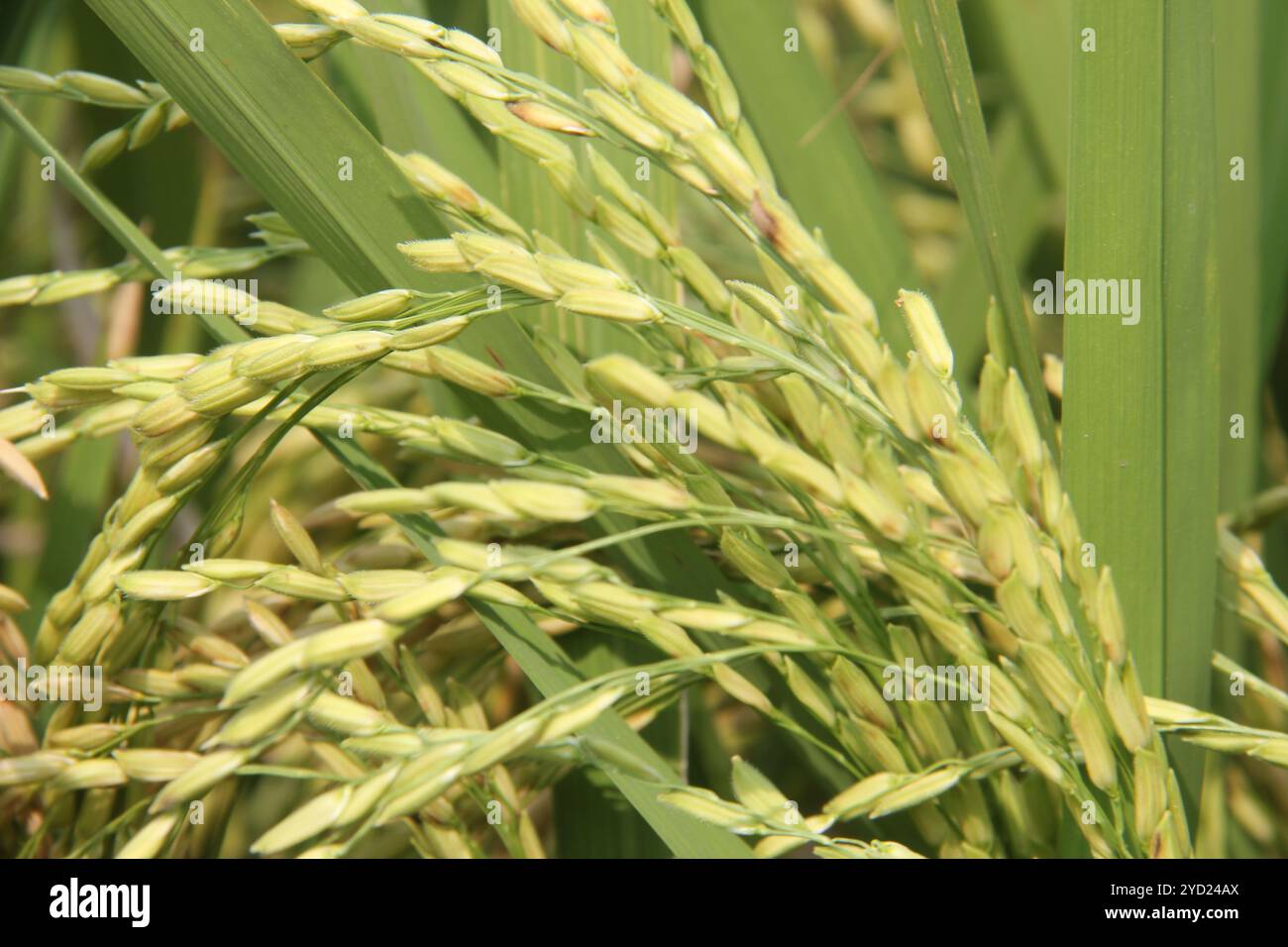 Yellowing rice that will soon be harvested Stock Photo - Alamy