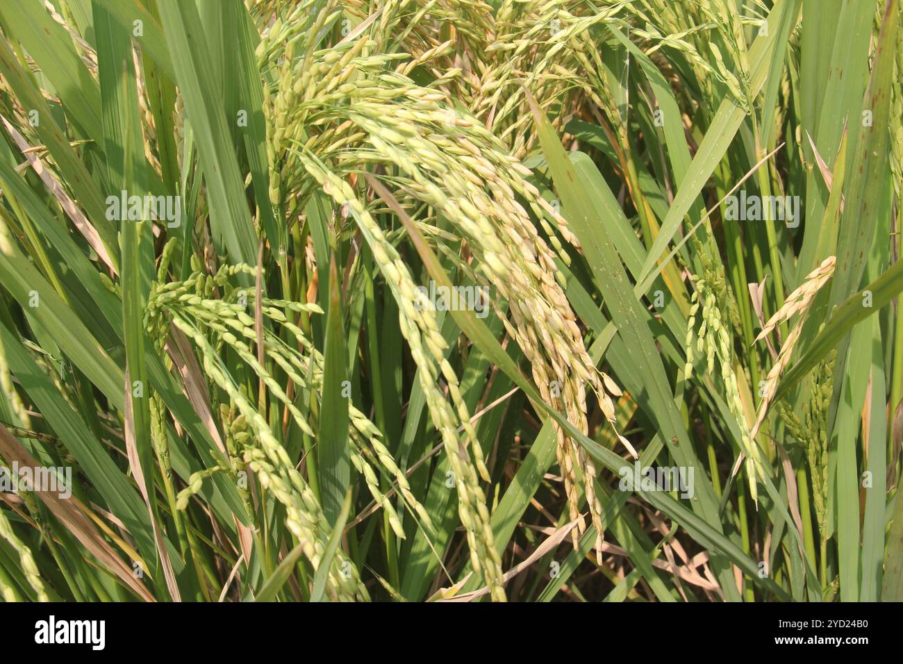 Yellowing rice that will soon be harvested Stock Photo - Alamy