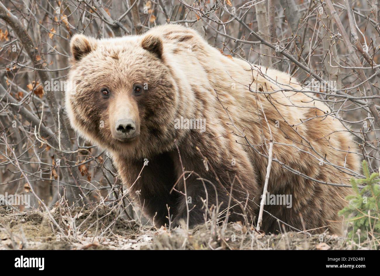 North America; United States; Alaska; Denali National Park; Wildlife ...