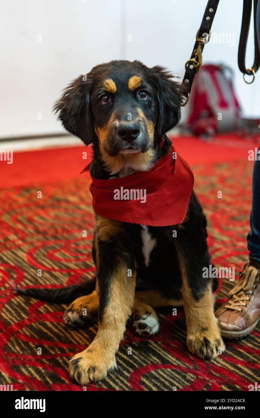 Dog owner portrait hi-res stock photography and images - Alamy