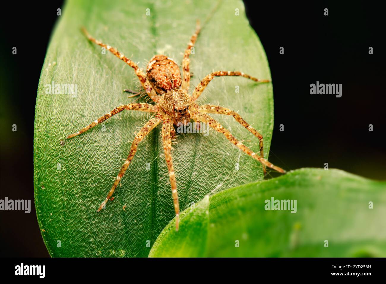 Philodromidae, also known as philodromid crab spiders and running crab ...