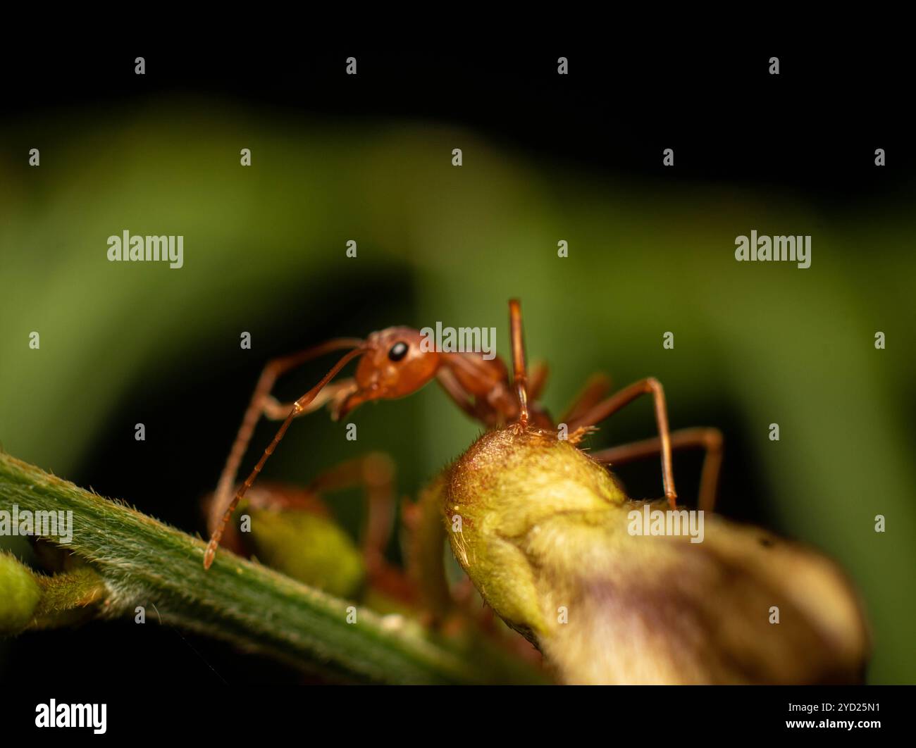 Home leaf red ant hi-res stock photography and images - Alamy