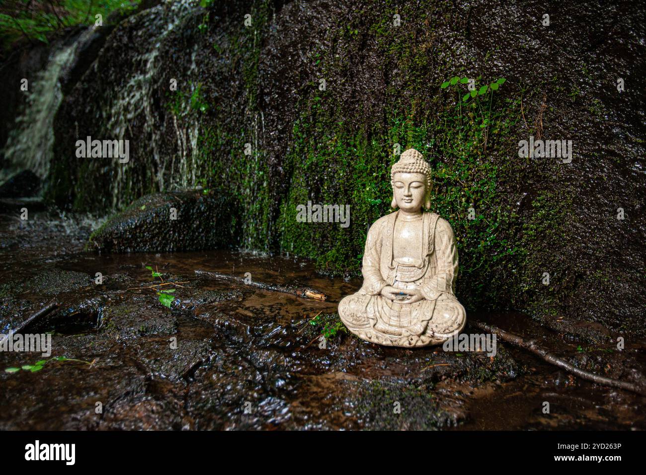 Buddha statue is placed in wet moss Stock Photo - Alamy