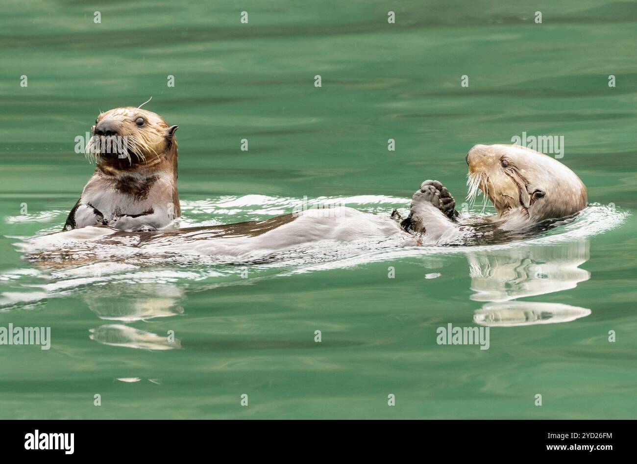 North America; United States; Alaska; Resurrection Bay; Marine Mammals ... North America; United States; Alaska; Resurrection Bay; Marine Mammals ...