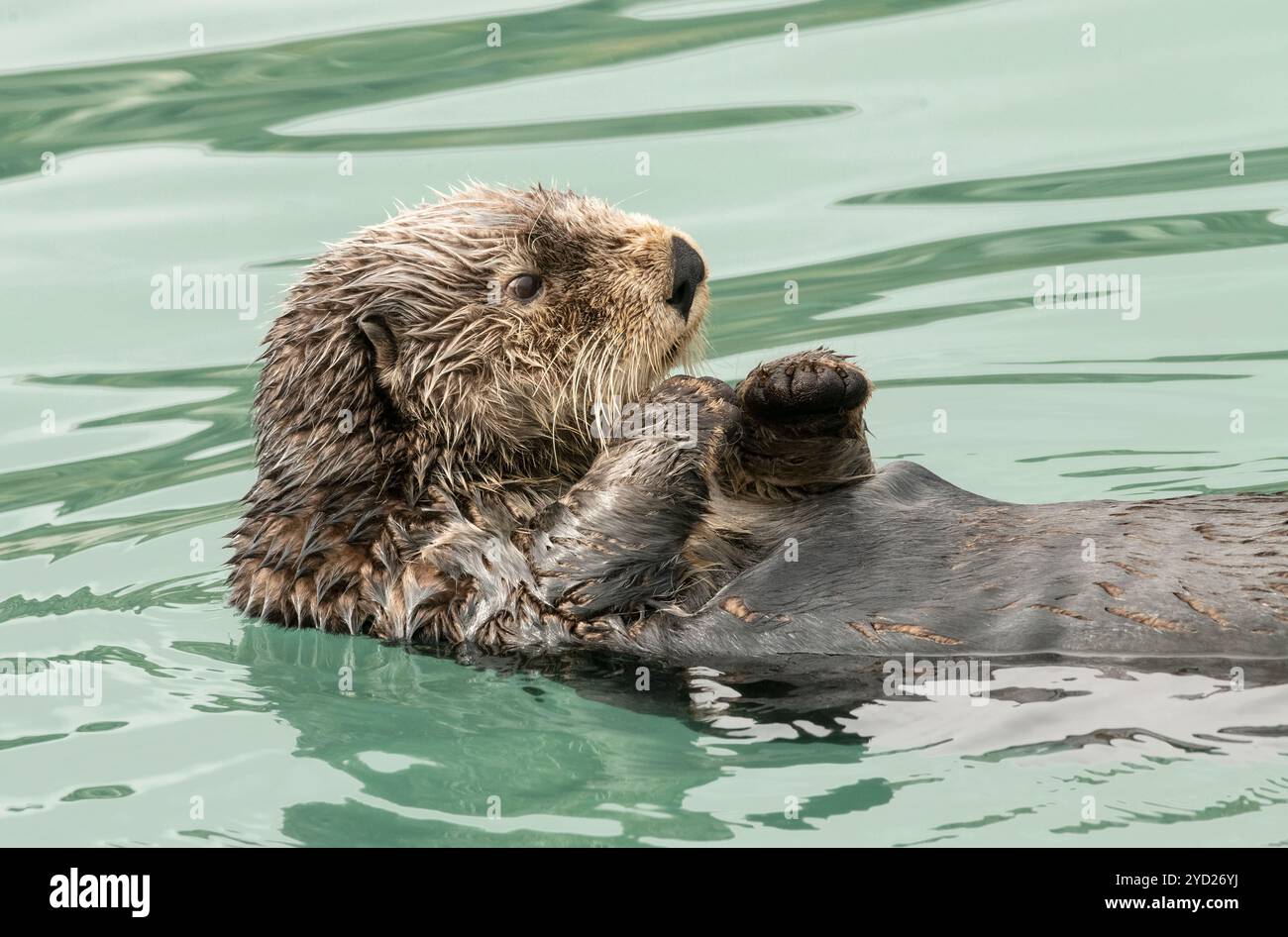 Sea otter, Alaska Stock Photo - Alamy