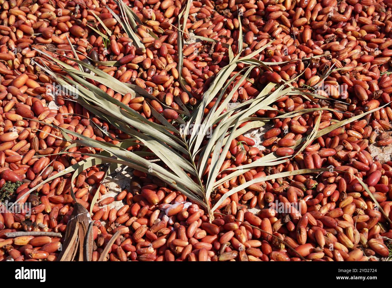 Fresh date fall from palm trees. Concept of harvesting, Date Palm. Raw ...