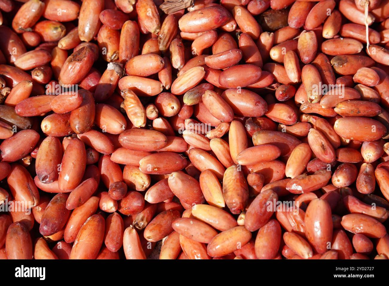 Fresh date fall from palm trees. Concept of harvesting, Date Palm. Raw ...