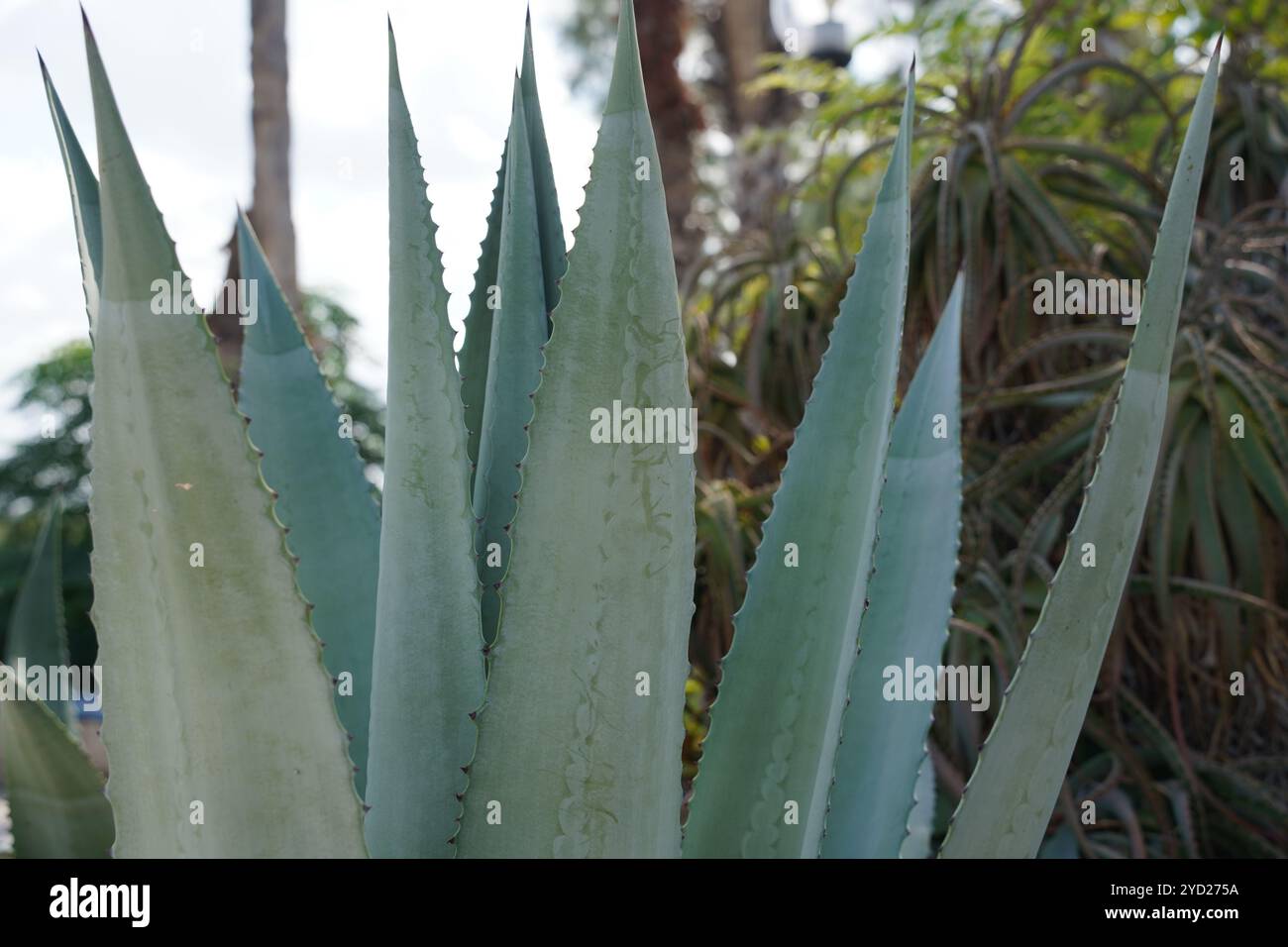 Details blue leaf of Agave americana. Species of flowering plant in ...