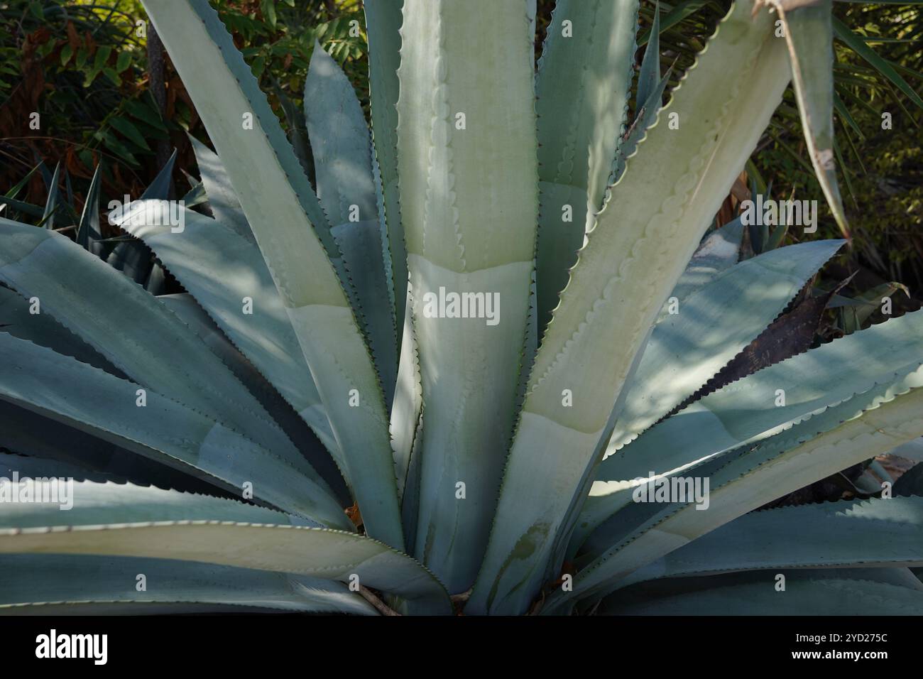Details blue leaf of Agave americana. Species of flowering plant in ...
