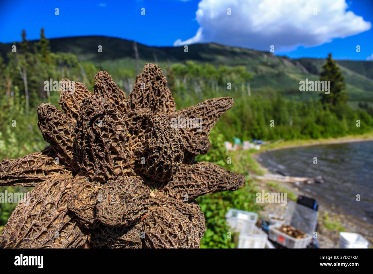 Morel mushroom flower, composed of about 30 individual morel mushroom ...