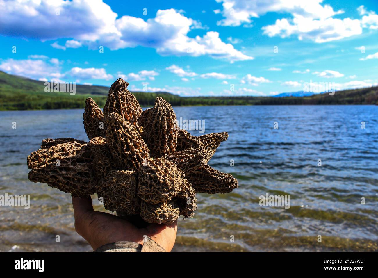 Morel mushroom flower, composed of about 30 individual morel mushroom ...