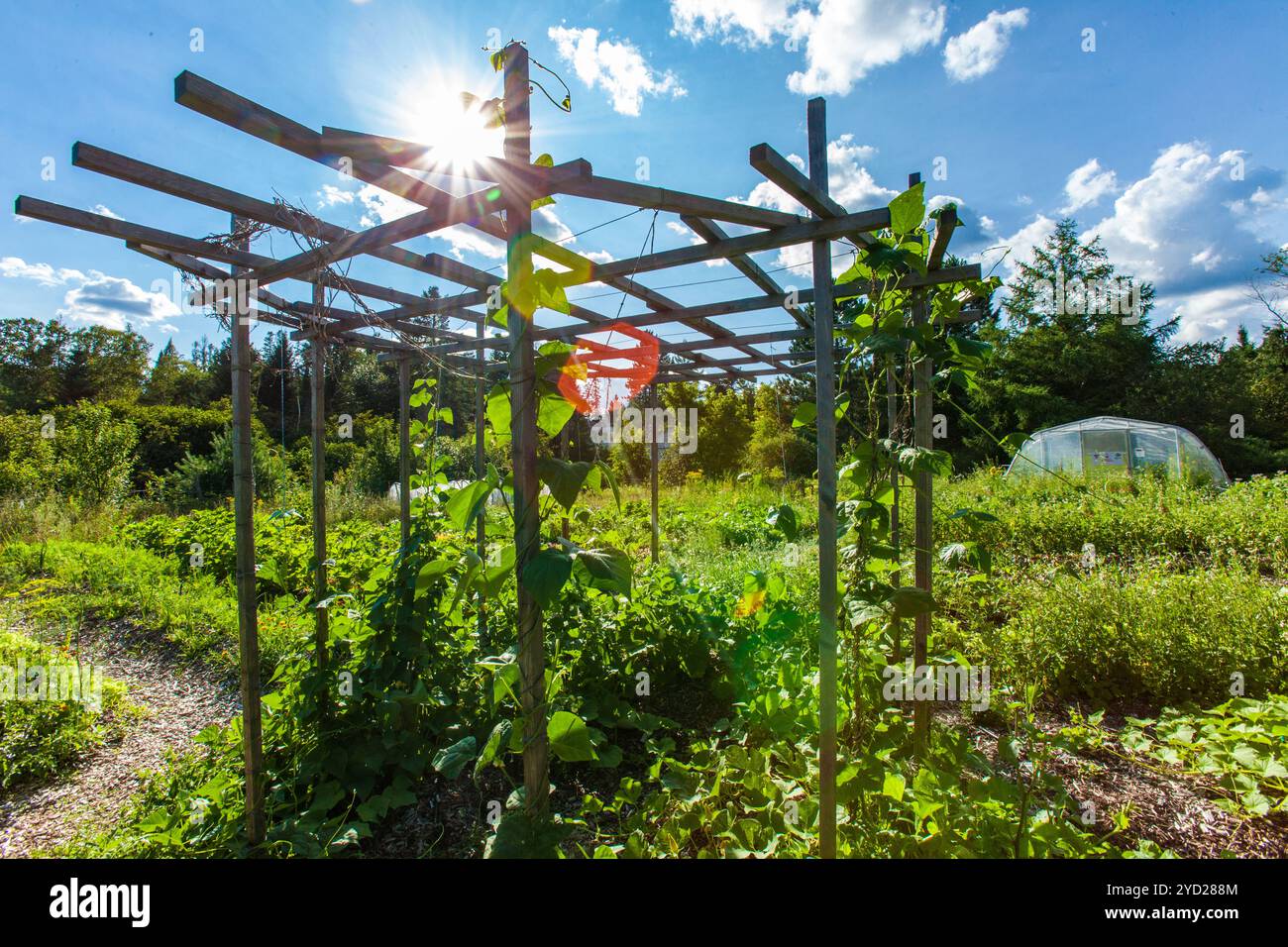 Wooden structure for beans and peas and vines to climb on Stock Photo ...