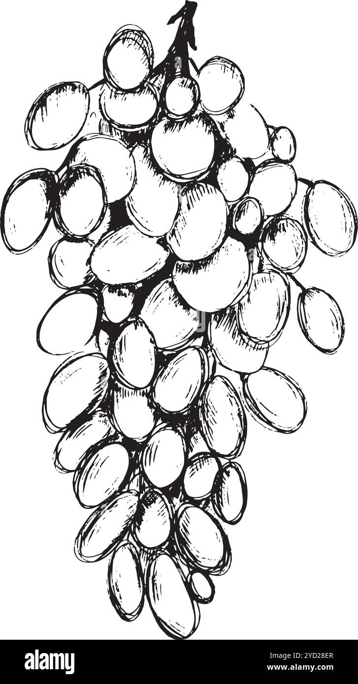 Grapes Drawing Outline Cute Grapes Vector, Cute Grapes Drawing, Cute