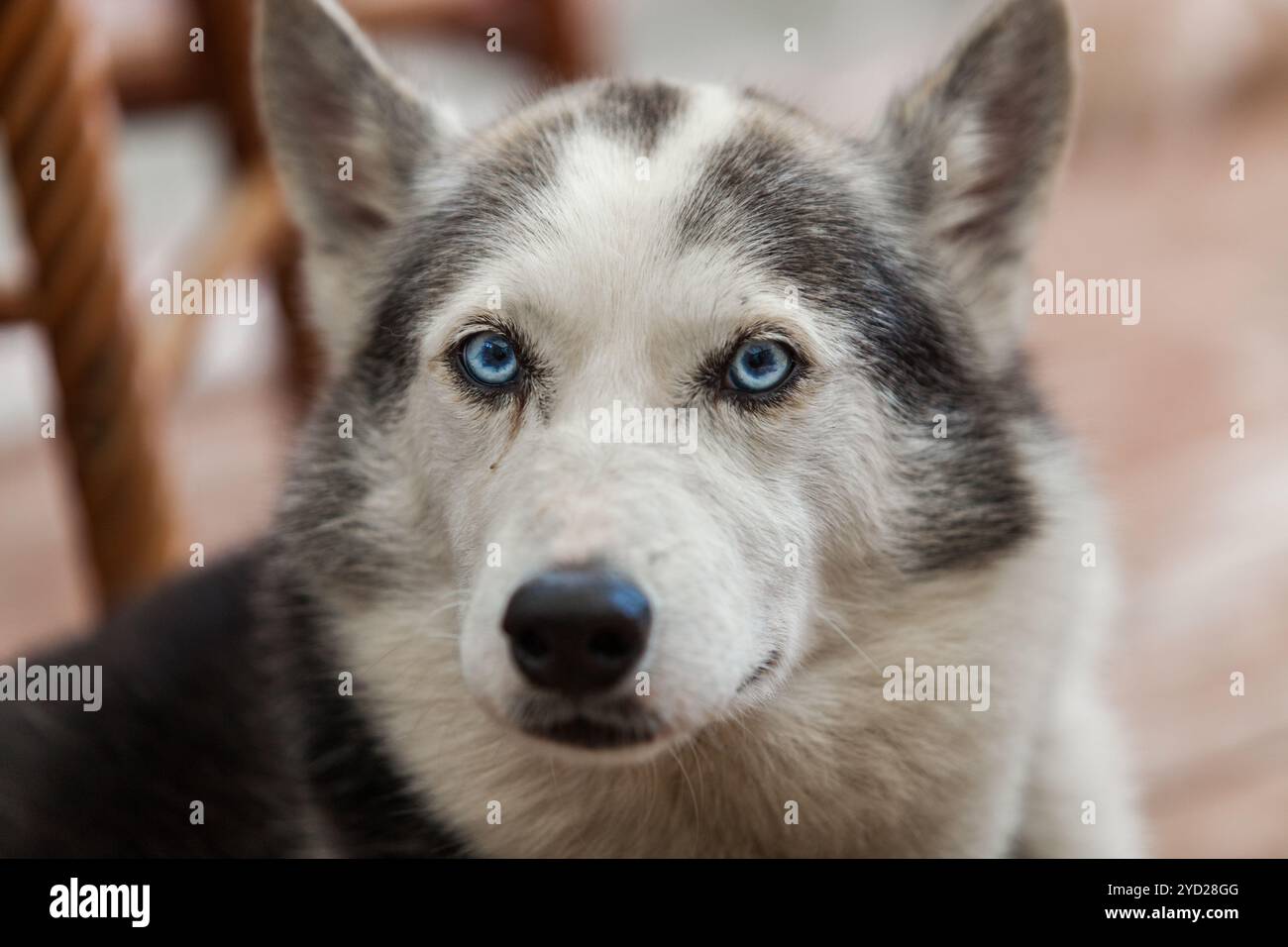 Serious looking dog hi-res stock photography and images - Alamy