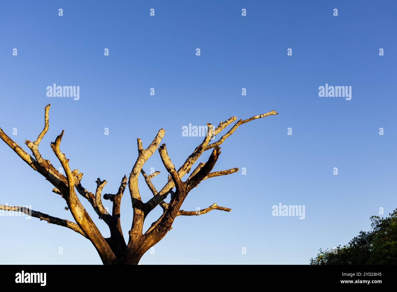 Dead tree under blue sky of the Brazilian Marine Park, Porto Alegre ...