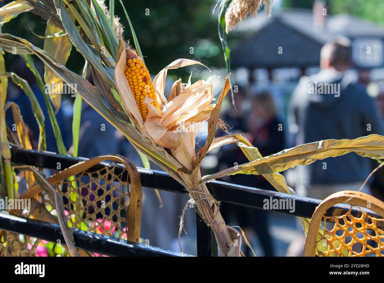 Old fashioned snow shoes, corn cobs and hay being displayed Stock Photo ...