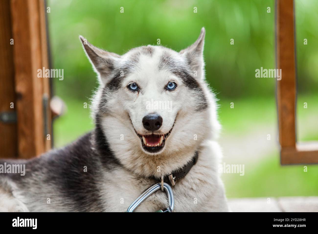 Alaskan Husky is looking very good Stock Photo - Alamy