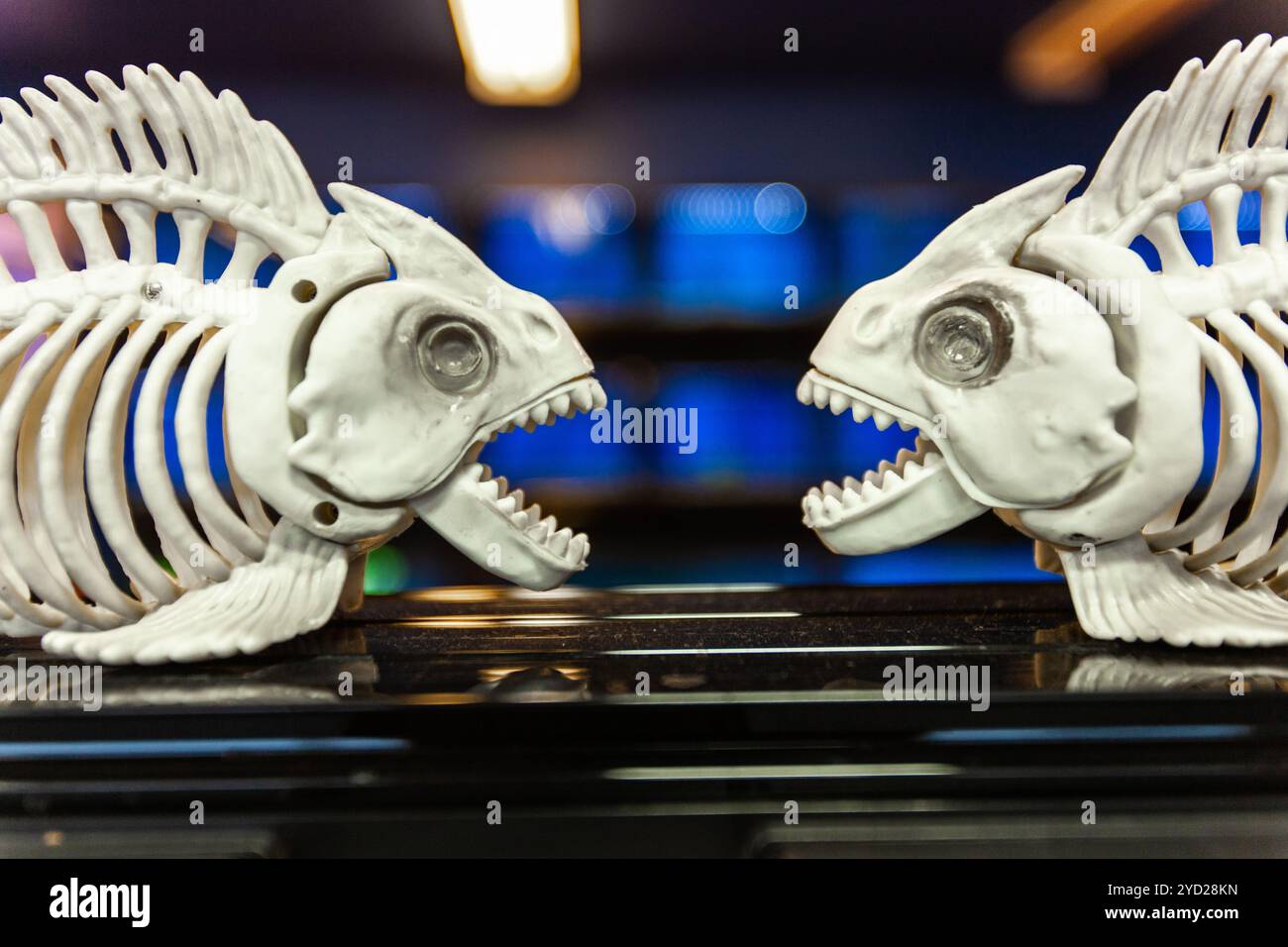 Fish skeleton hi-res stock photography and images - Alamy