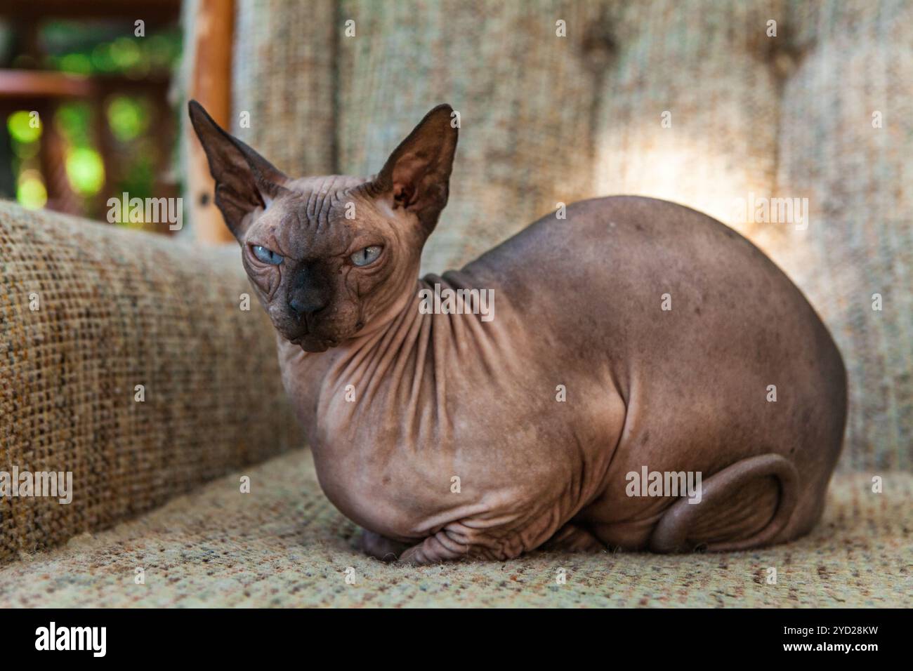 Spynx cat hi-res stock photography and images - Alamy