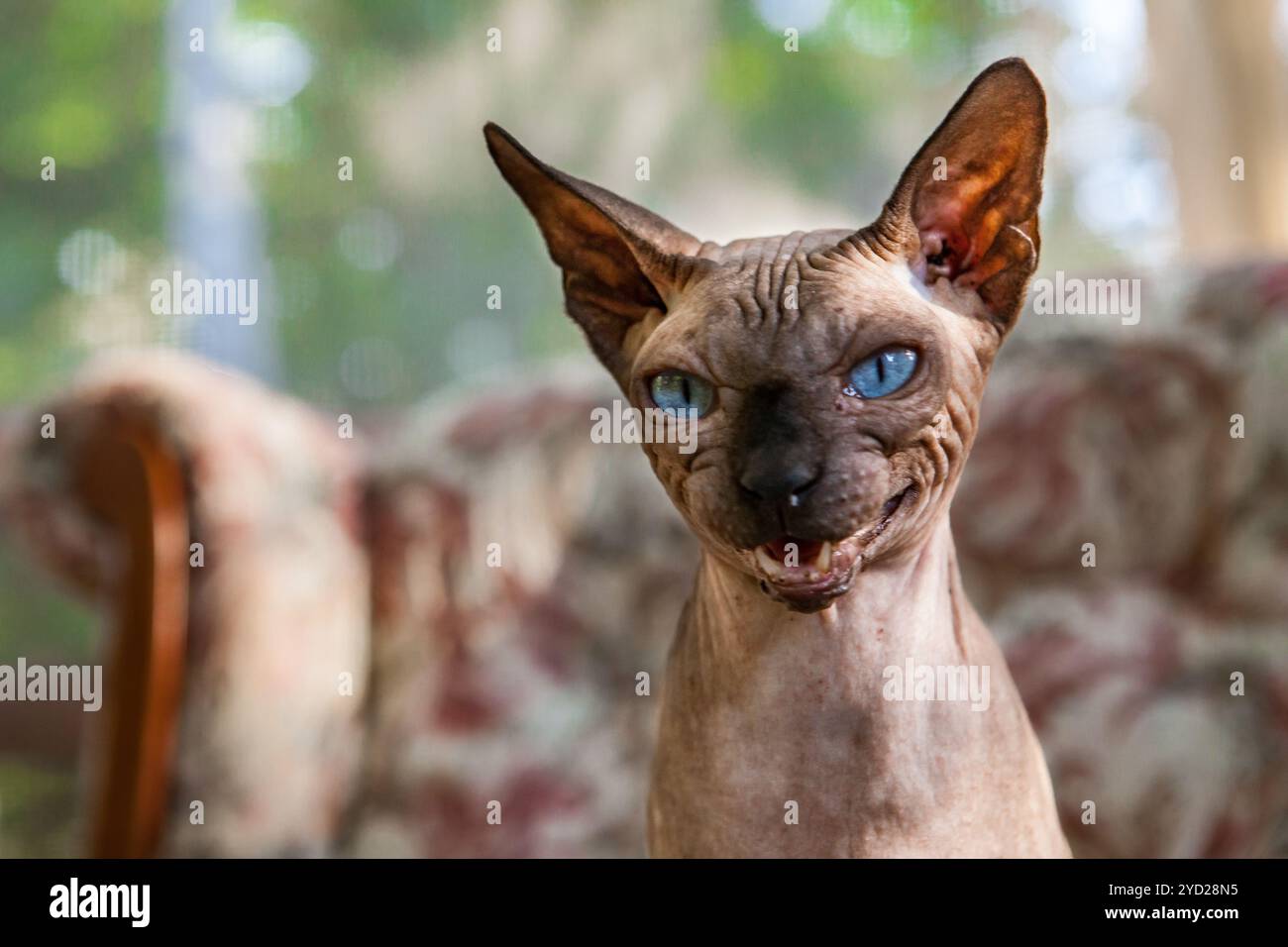 Sphynx cat is meowing in a funny manner Stock Photo - Alamy