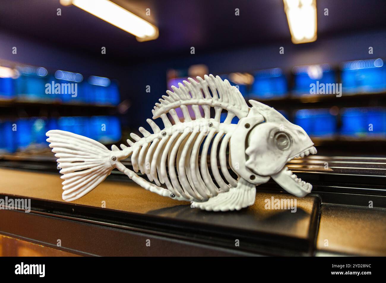 Fish skeleton hi-res stock photography and images - Alamy