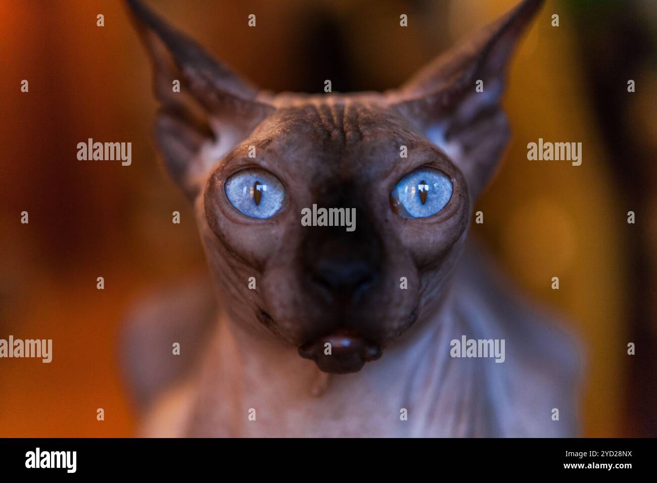 Sphynx cat pictured inside with big shiny blue eyes Stock Photo - Alamy