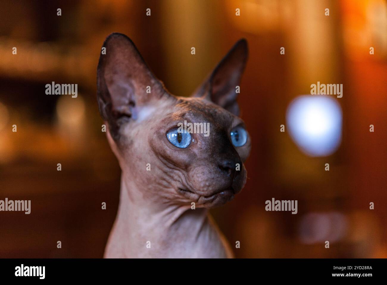 Sphynx cat pictured inside with shiny eyes Stock Photo - Alamy