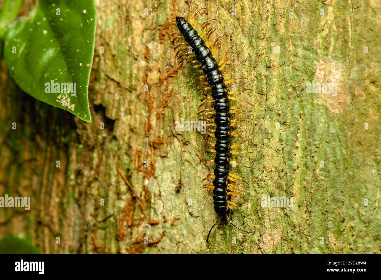 Millipedes are a group of arthropods that are characterised by having ...
