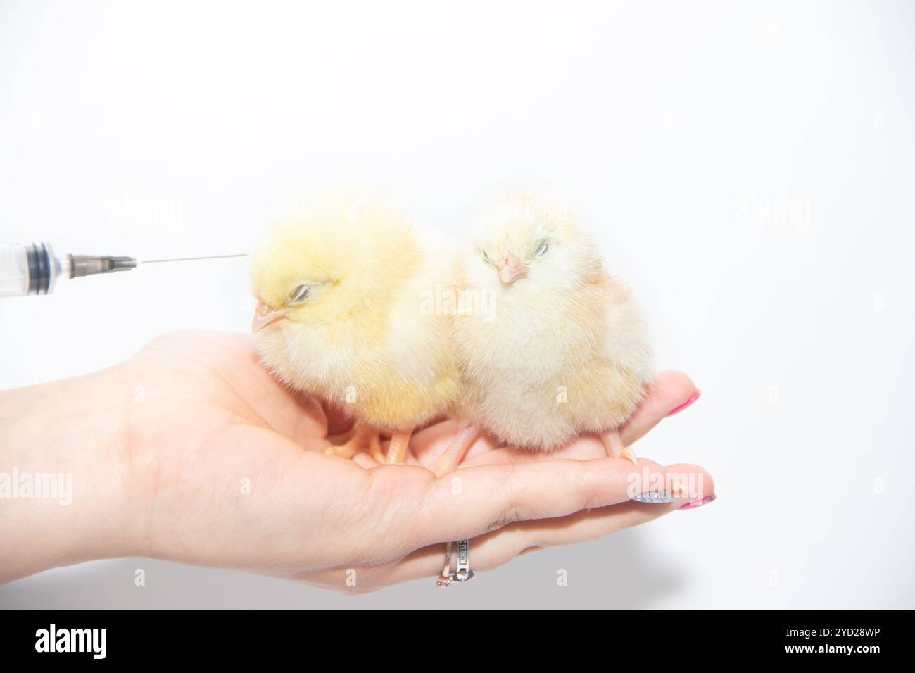 Chicken and syringe. Vaccination of chickens . Chicken on a white ...