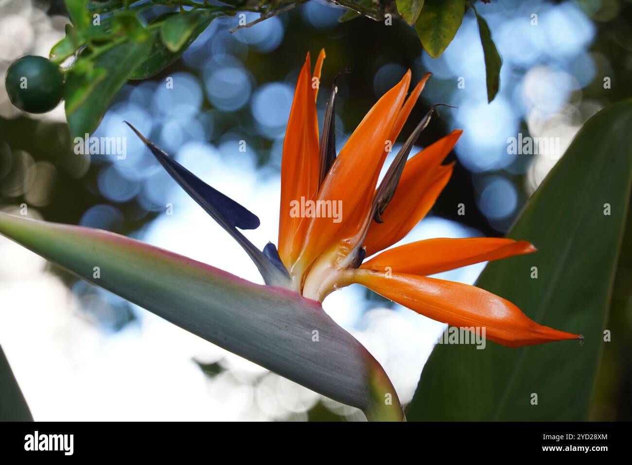 Strelitzia reginae, commonly known as the crane flower or bird of ...