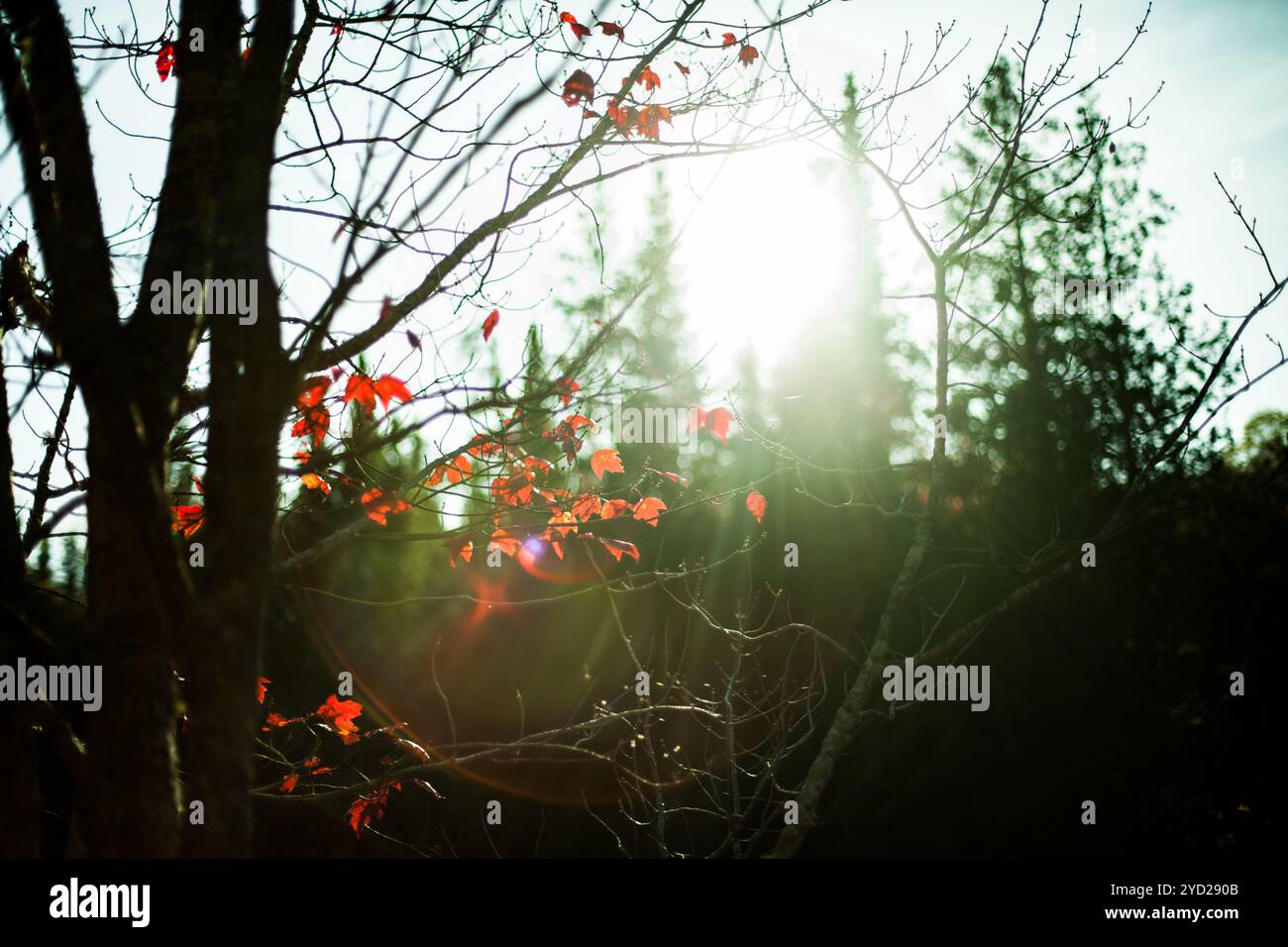 Beautiful automn landscape with the last red leaves in a maple tree. Sunrays and lens flares in ...