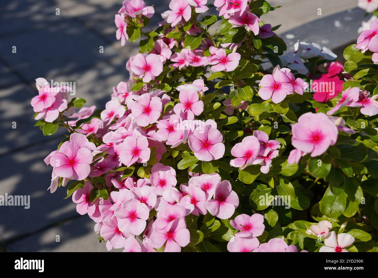 Phlox flower, pink colour of Cape periwinkle flowers. Polemoniaceae ...