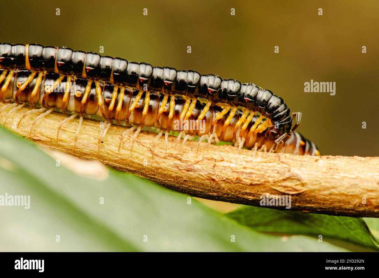 Millipedes are a group of arthropods that are characterised by having ...