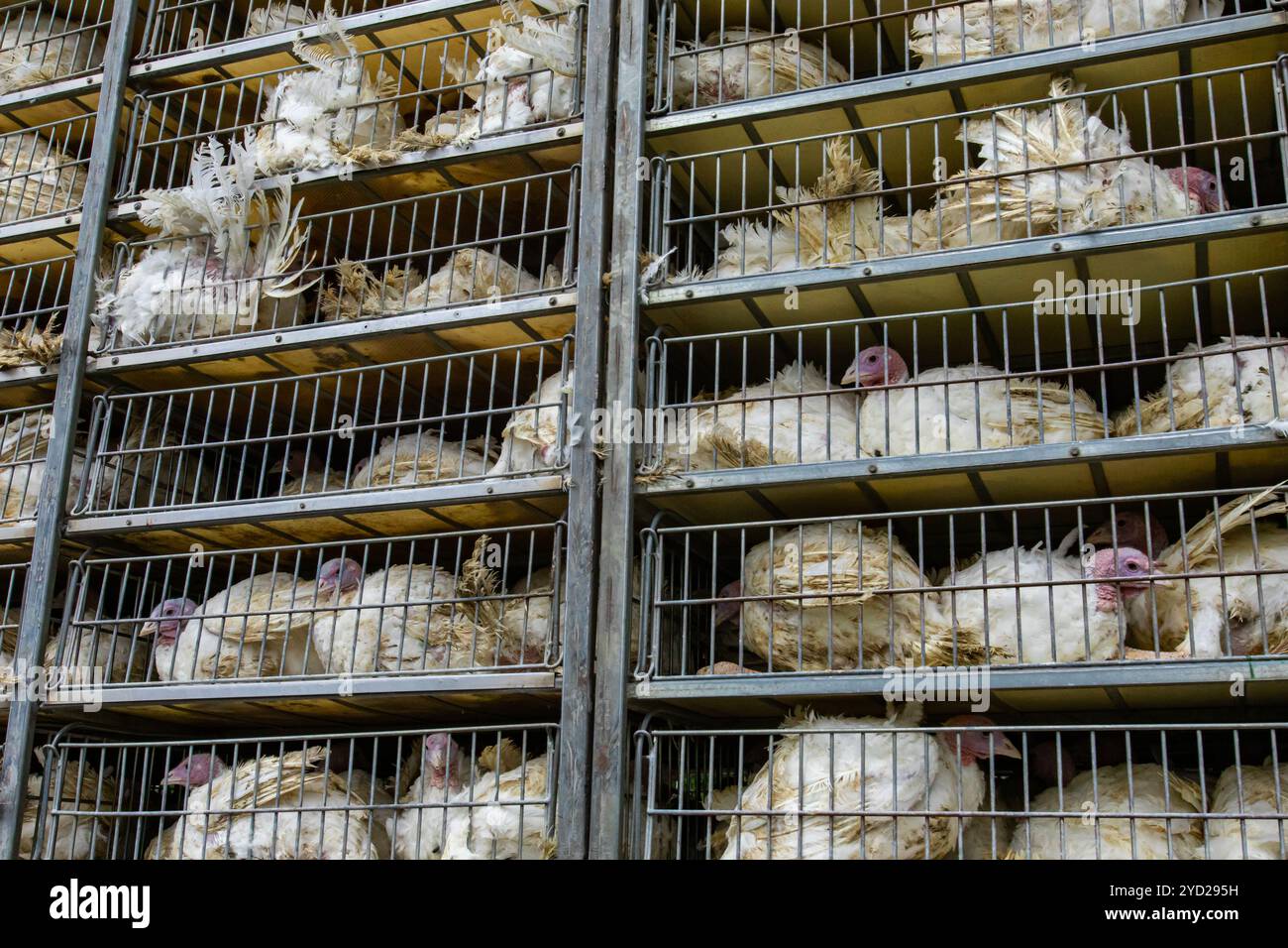 Live white turkey transportation cages Stock Photo - Alamy