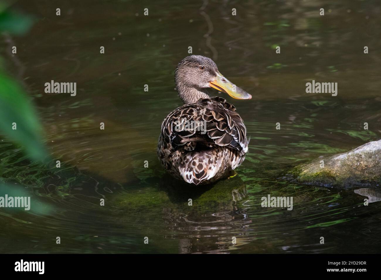 A female Northern Shoveller duck Stock Photo - Alamy