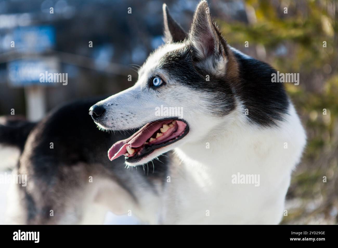Cute husky dog hiking around the mountain Stock Photo - Alamy