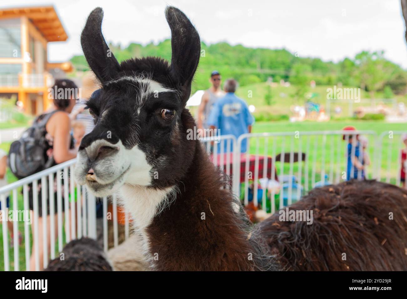 Black people zoo hi-res stock photography and images - Alamy