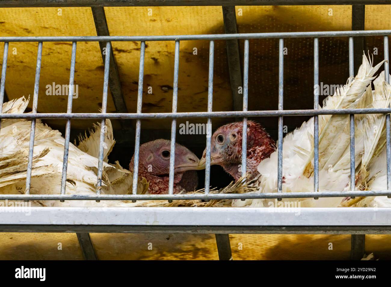 Turkeys in cage on hi-res stock photography and images - Alamy