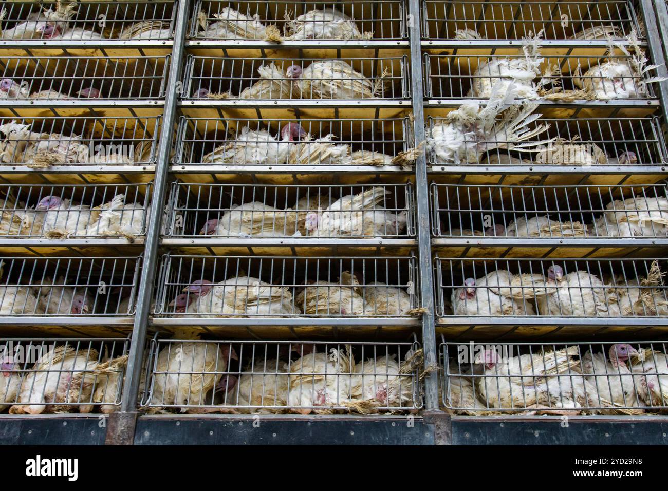 Slaughter vehicle hi-res stock photography and images - Alamy