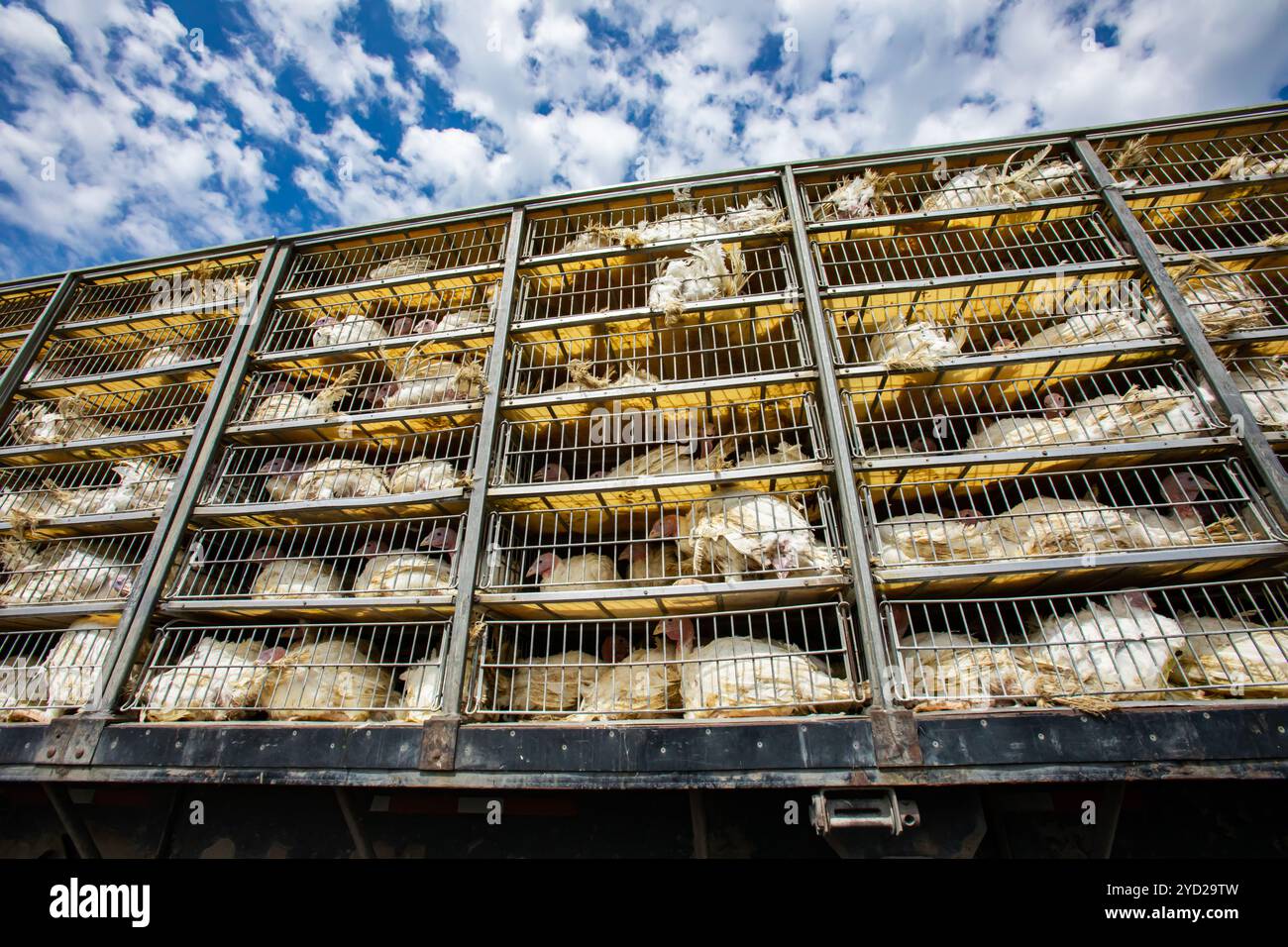 Live white turkey transportation cages Stock Photo - Alamy