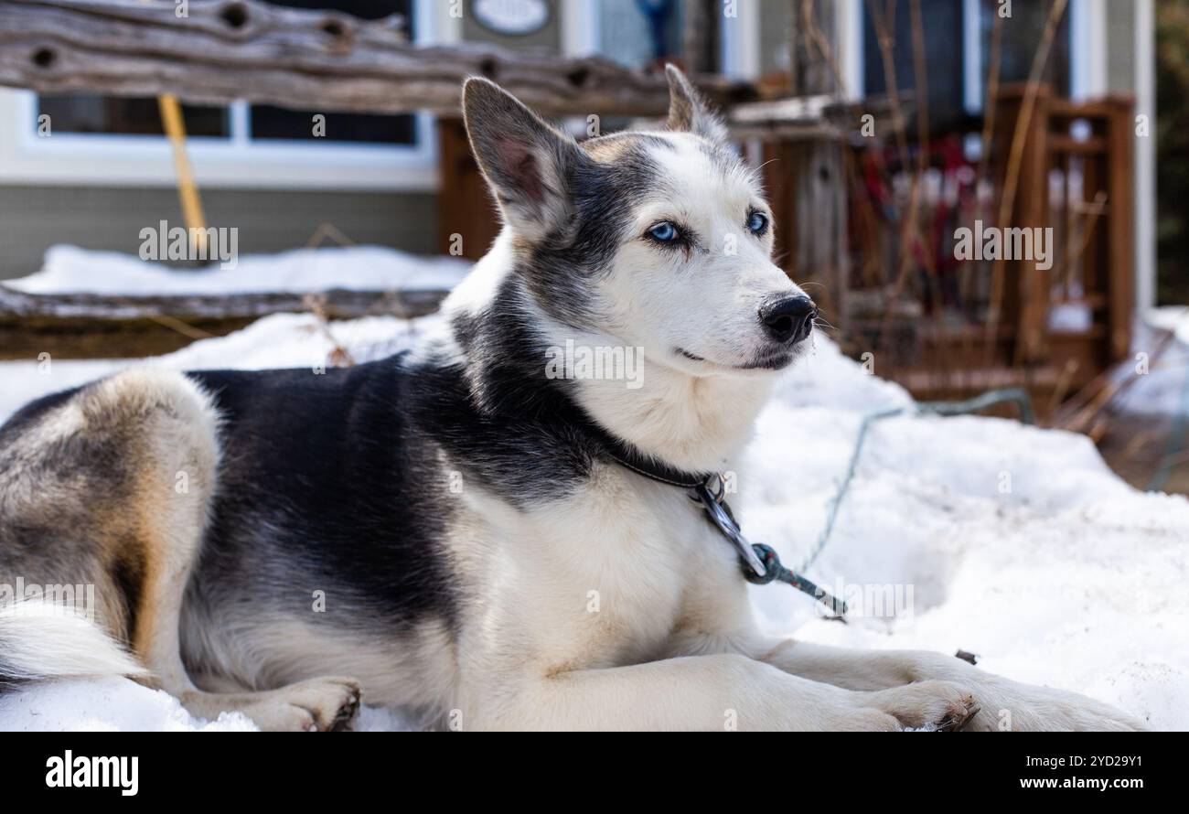 Cute husky dog hiking around the mountain Stock Photo - Alamy